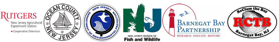 Barnegat Bay Shellfish Restoration Program – Rutgers Cooperative ...
