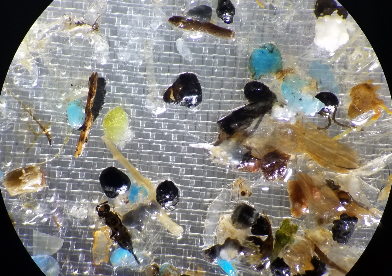 Such a Waste – Marine Debris in Our Coastal Waters – Rutgers ...